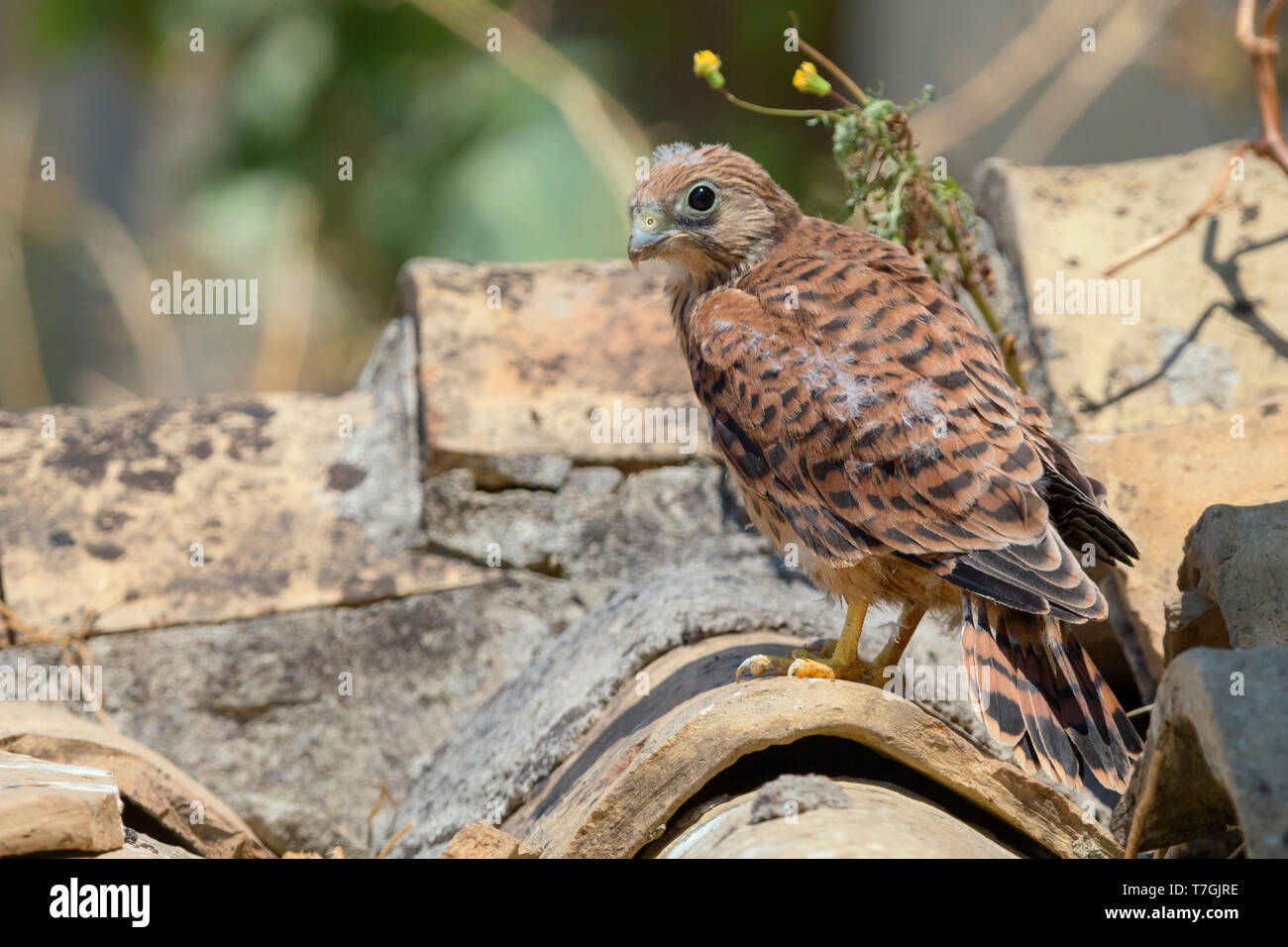 Lesser Kestrel, Chick, Matera, Basilicata, Italy (Falco naumanni Stock ...
