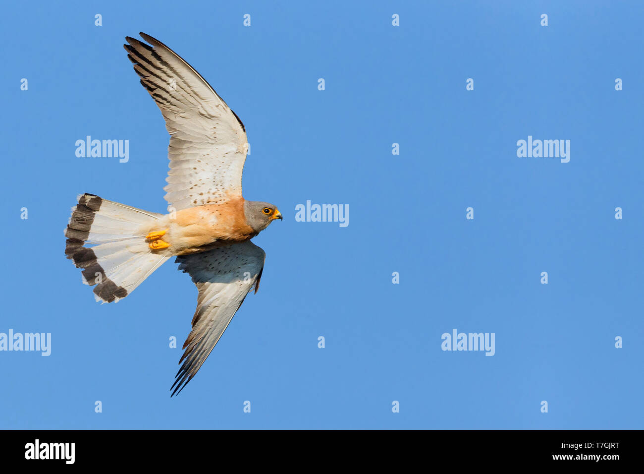Lesser Kestrel, Male, Matera, Basilicata, Italy (Falco naumanni Stock ...