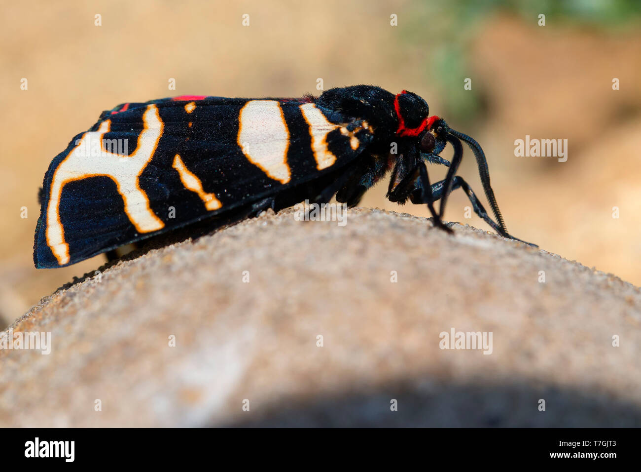 Banded tiger moth hi-res stock photography and images - Alamy