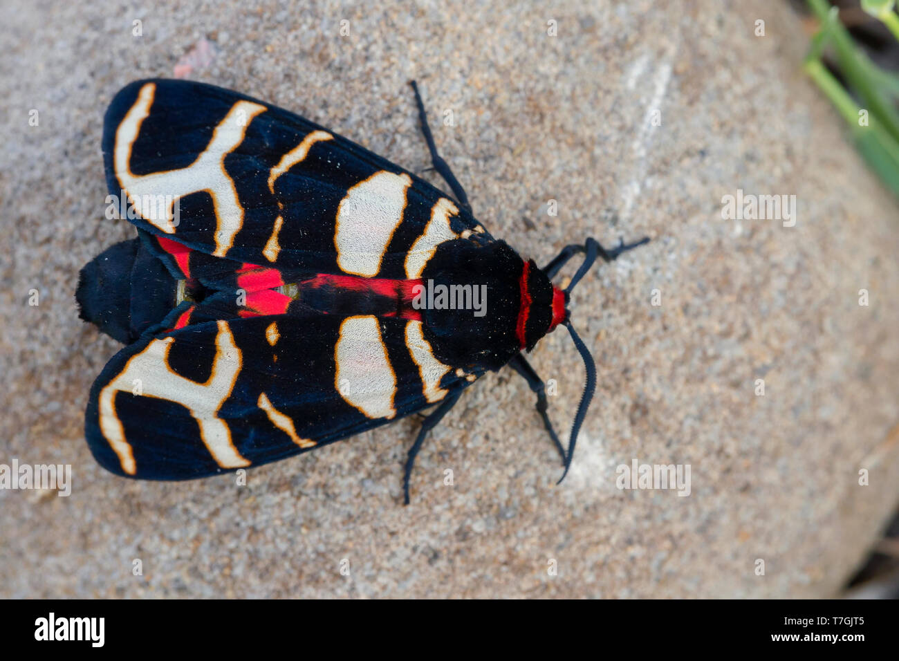 Banded tiger moth hi-res stock photography and images - Alamy