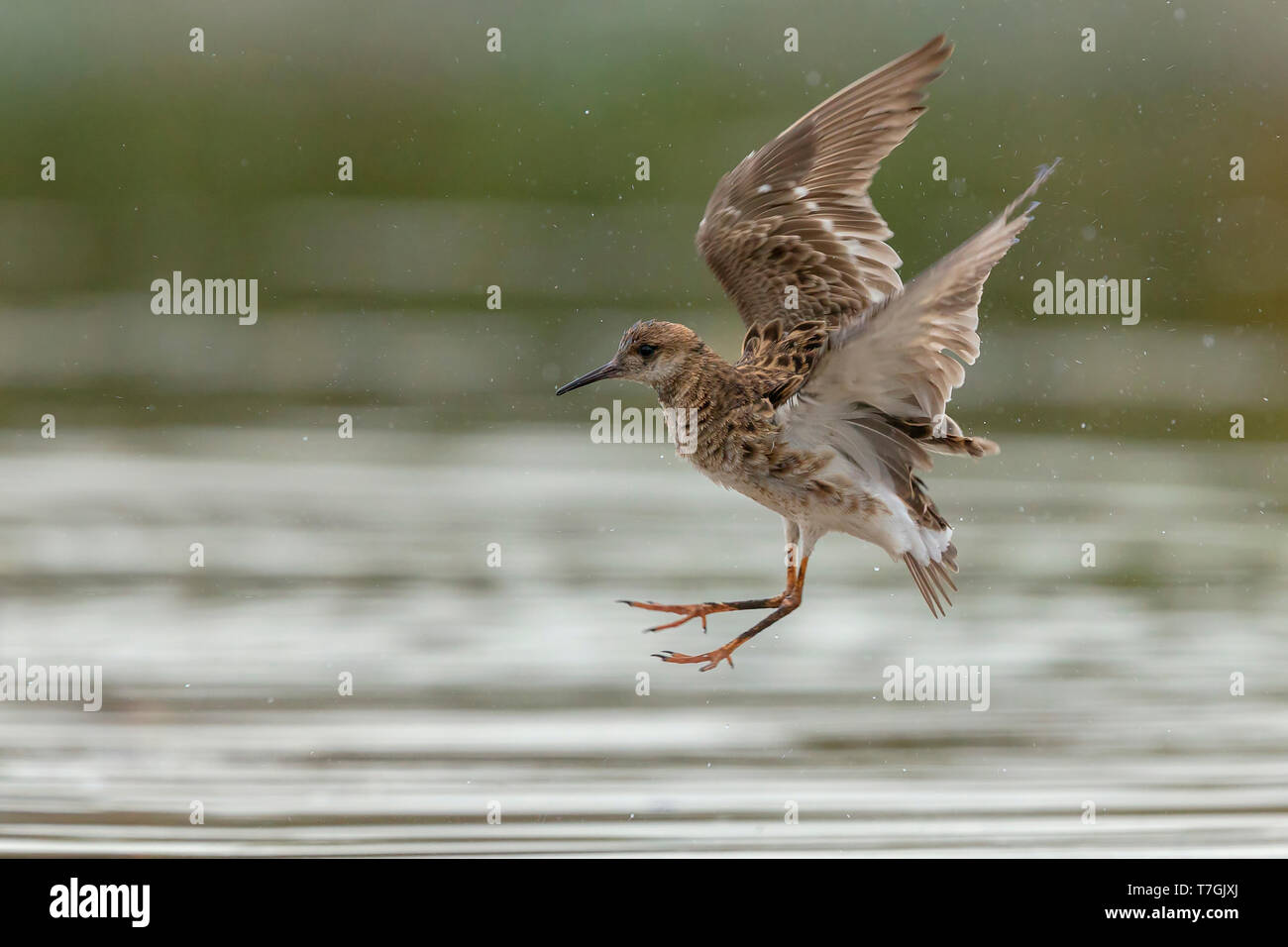 Ruff, Female in flight, Campania, Italy Stock Photo - Alamy
