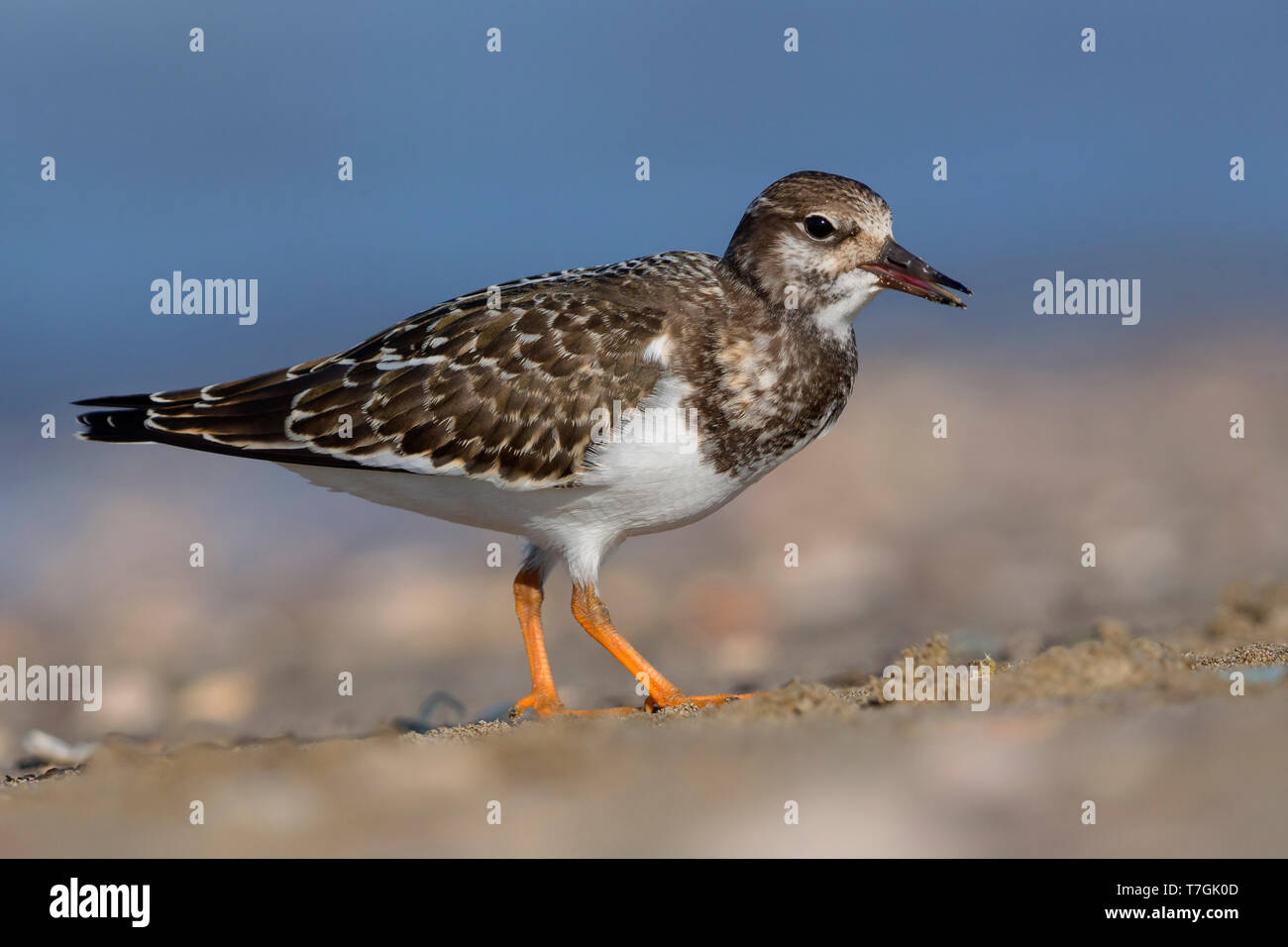 Juvenile turnstone hi-res stock photography and images - Alamy