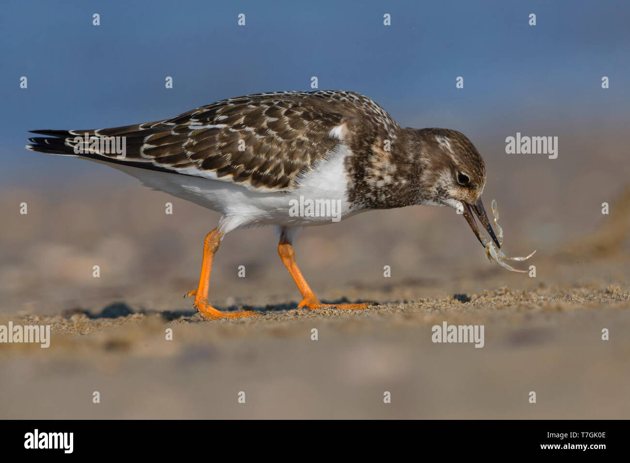 Ruddy Turnstone, Juvenile standing on the beach, Campania, Italy ...