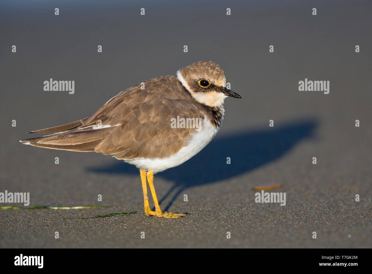 Little ringed plover juvenile hi-res stock photography and images - Alamy