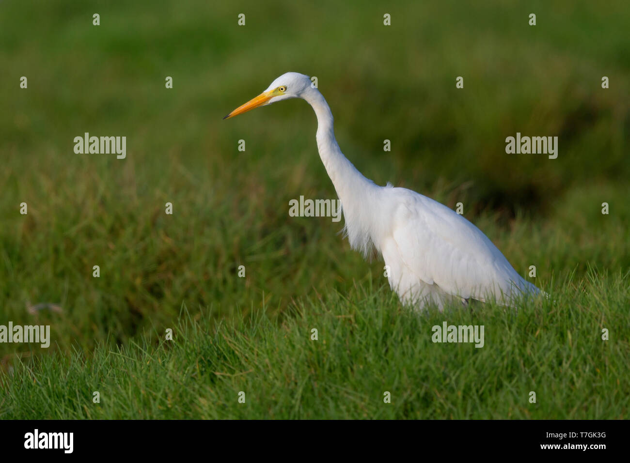 Intermediate Egret, Standing on the grass, Salalah, Dhofar, Oman ...