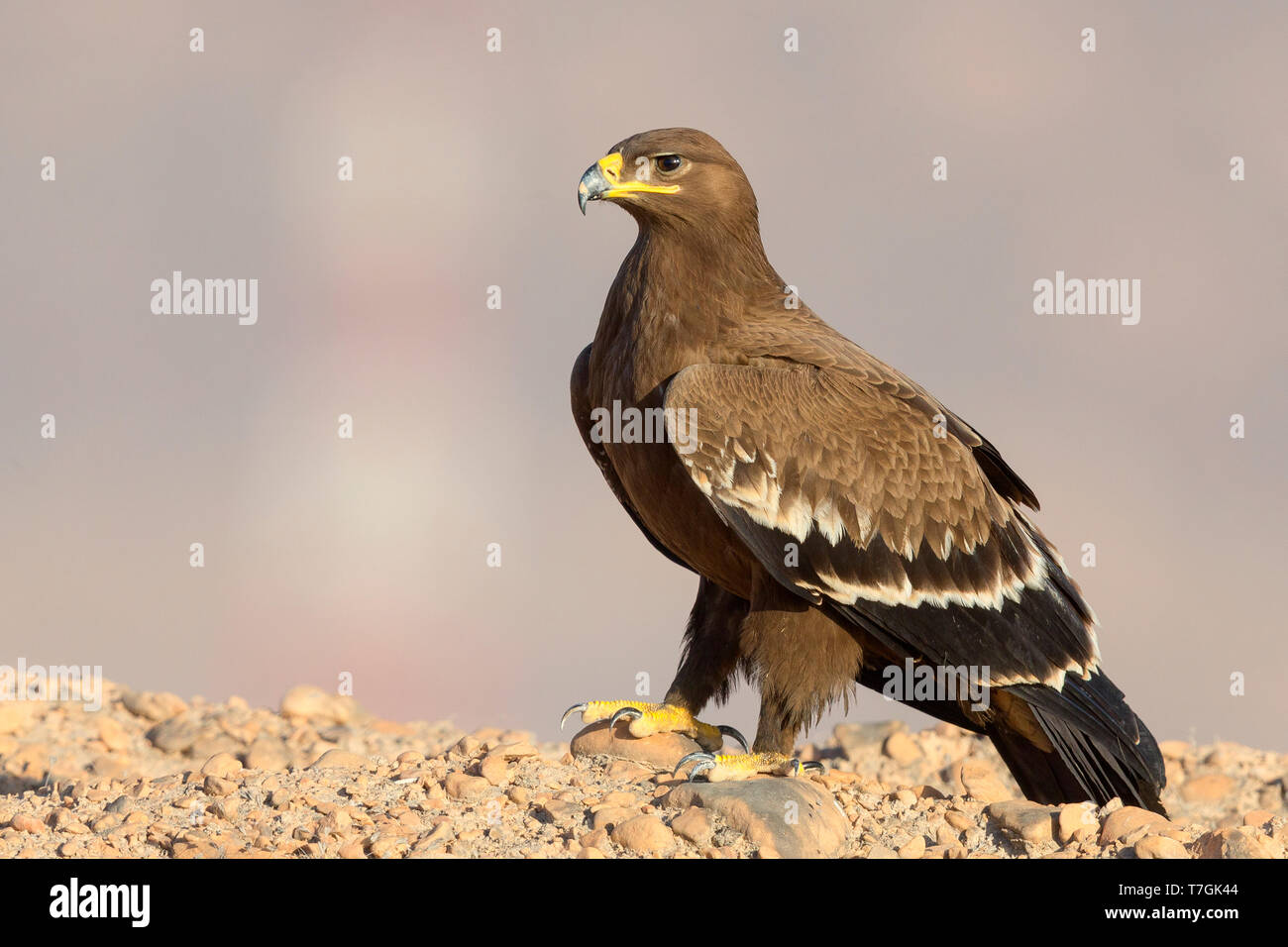 Steppe Eagle