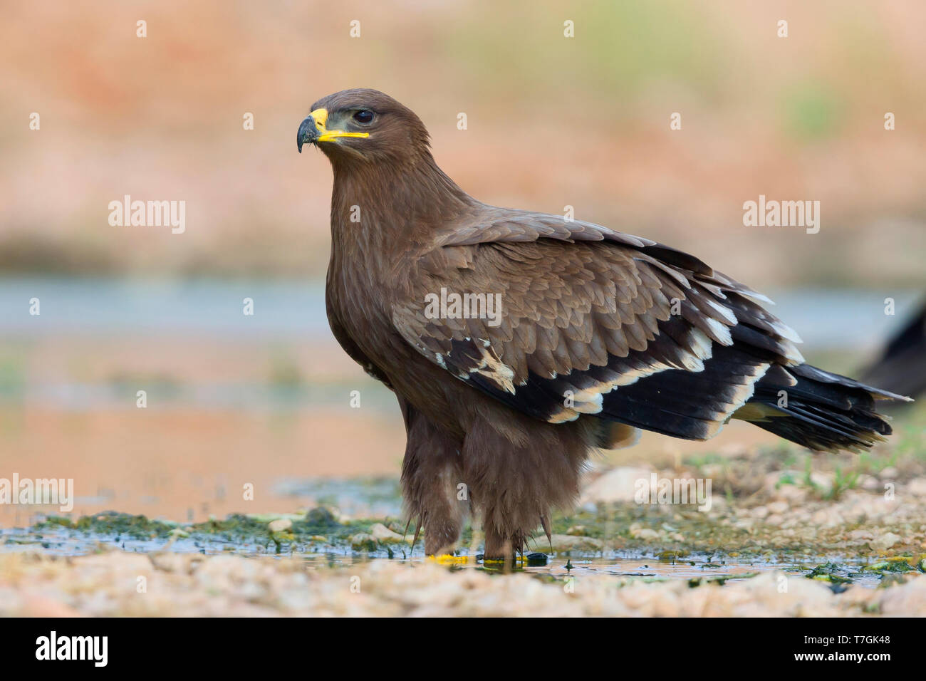 Steppe Eagle, Juvenile at drinking pool, Salalah, Dhofar, Oman (Aquila ...