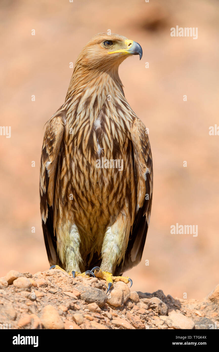 Eastern Imperial Eagle Spanish Imperial Eagle Aquila Adalberti Species