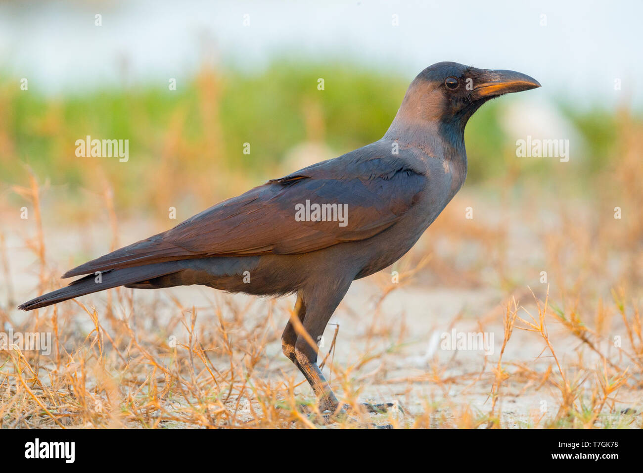 House Crow, Standing on the ground, Salalah, Dhofar, Oman Stock Photo ...