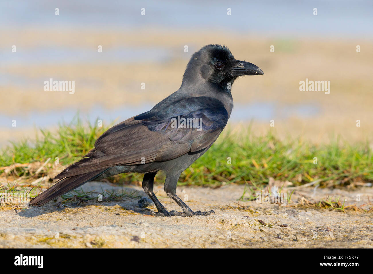 House Crow, Standing on the ground, Salalah, Dhofar, Oman Stock Photo ...