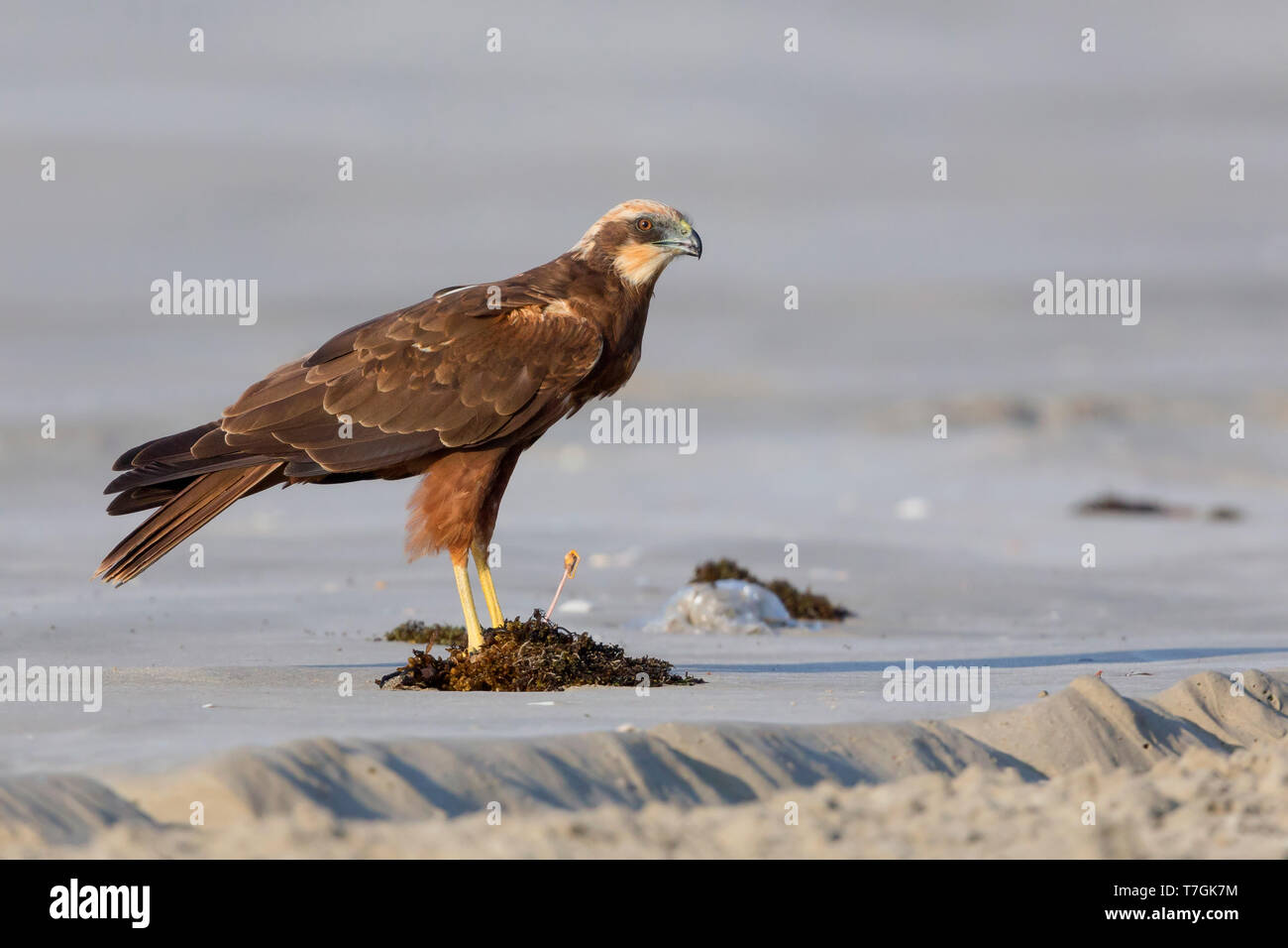 Harrier sand hi-res stock photography and images - Alamy