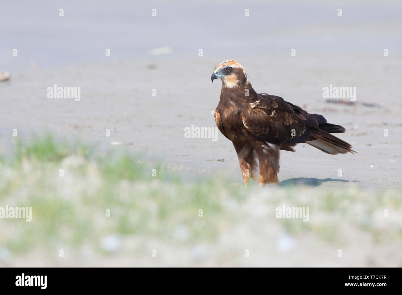 Marsh Harrier (Circus aeruginosus), Standing on the ground, Taqah ...