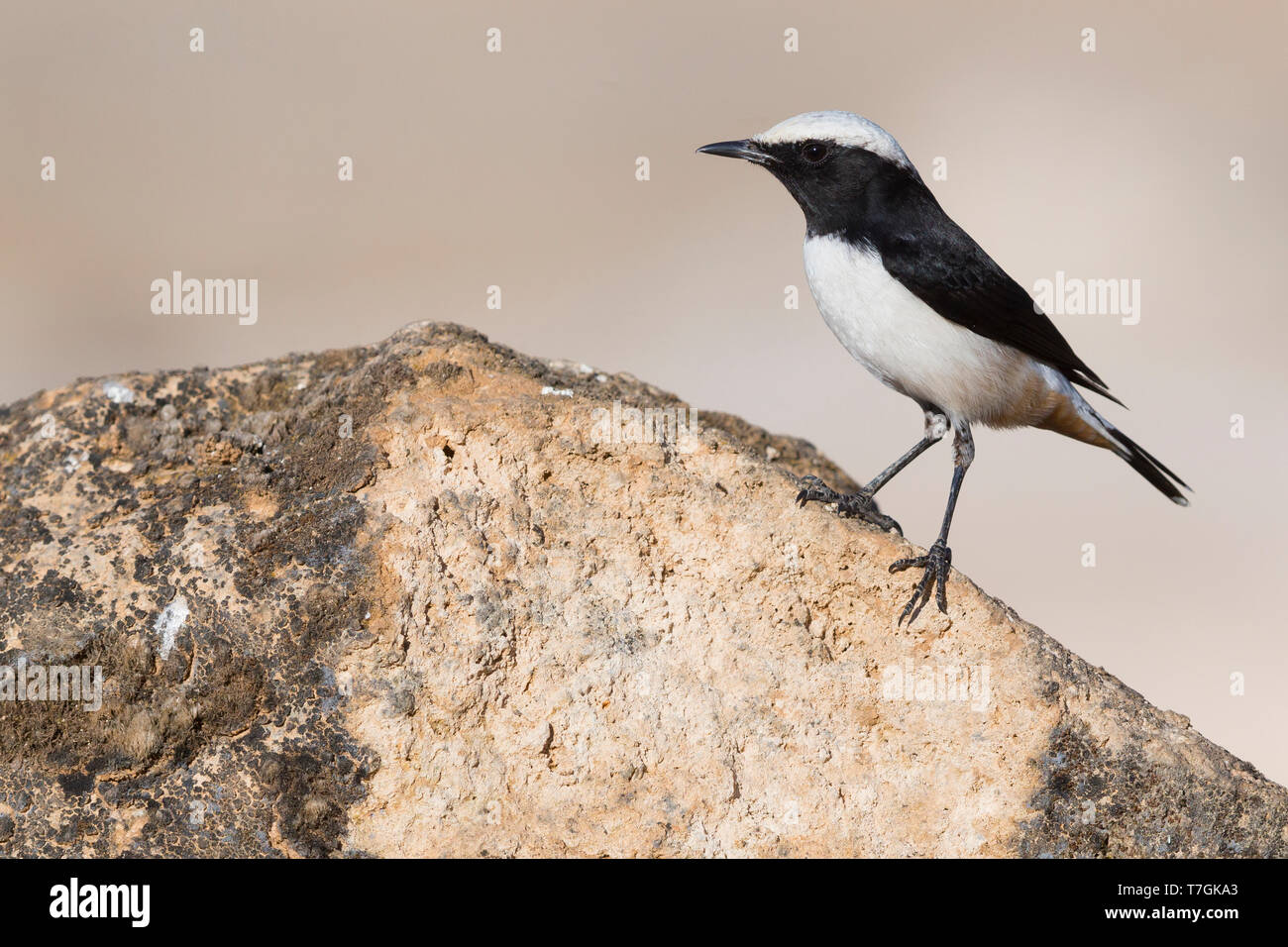 Arabian Wheatear (Oenanthe lugentoides), Adult male standing on a rock ...