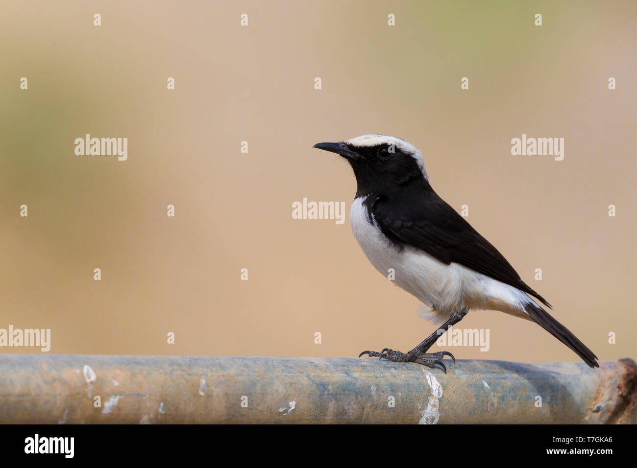 Arabian Wheatear (Oenanthe lugentoides), Adult male standing on a gate ...