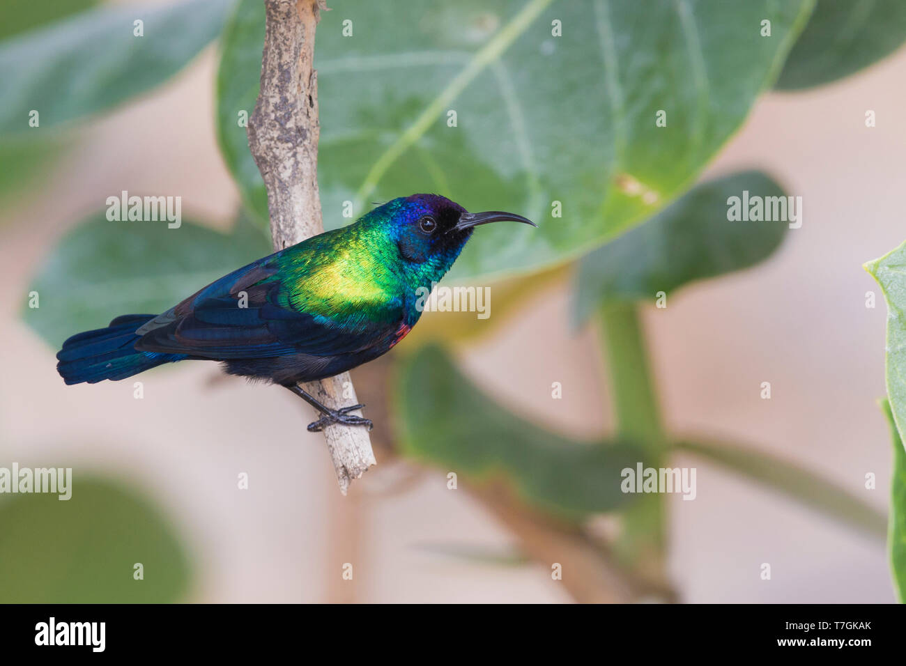 Shining Sunbird (Cinnyris habessinica), Adult male on on Calotropis ...