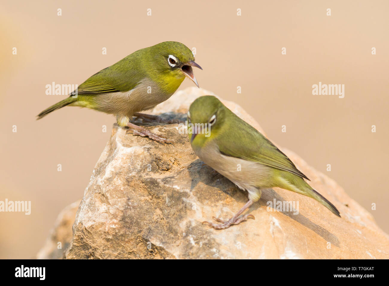 Abyssinian white-eye (Zosterops abyssinicus), standing on a rock, Ayn ...