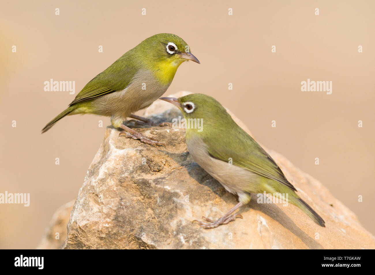 Abyssinian white-eye (Zosterops abyssinicus), two birds standing on a ...