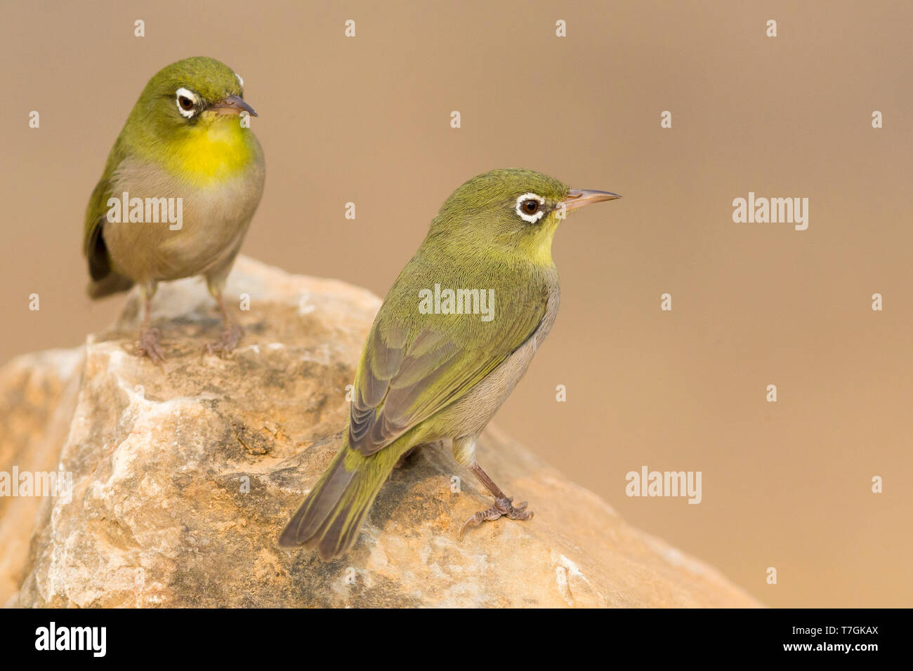 Abyssinian white-eye (Zosterops abyssinicus), two birds standing on a ...
