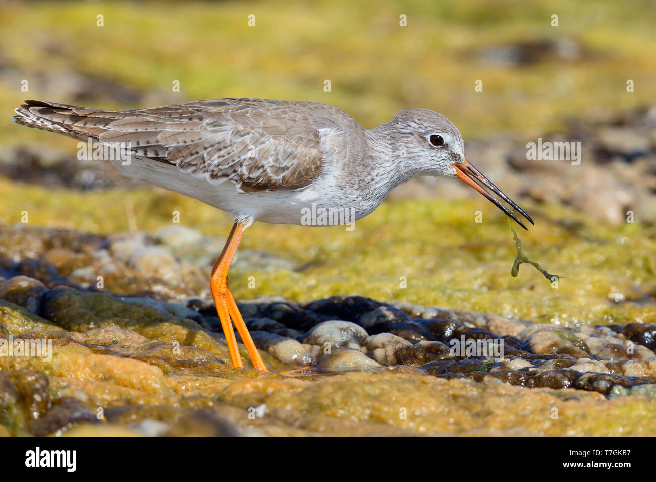 Redshank (Tringa totanus), feeding in a marsh, Qurayyat, Muscat ...