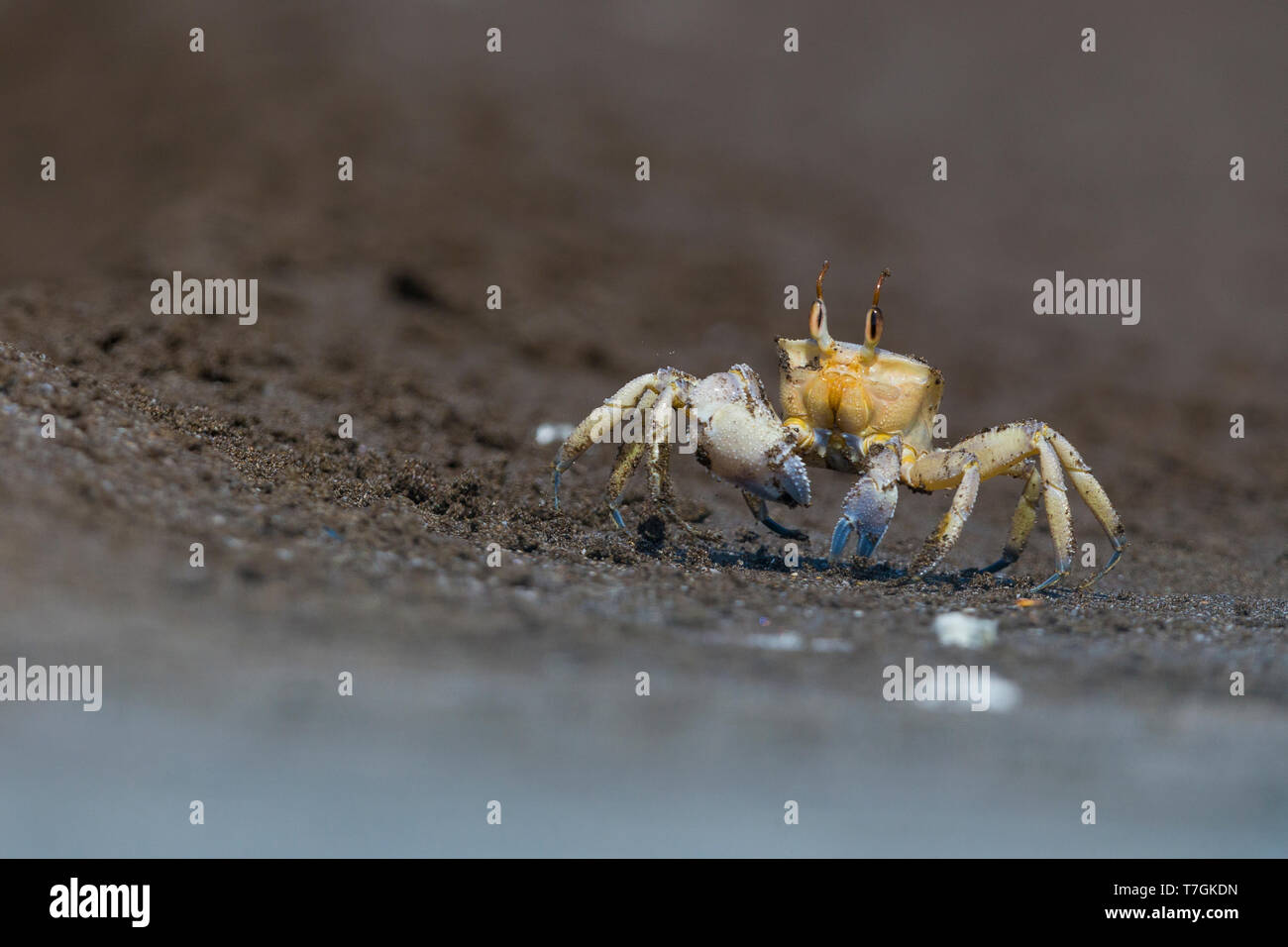 Ocypode sp hi-res stock photography and images - Alamy