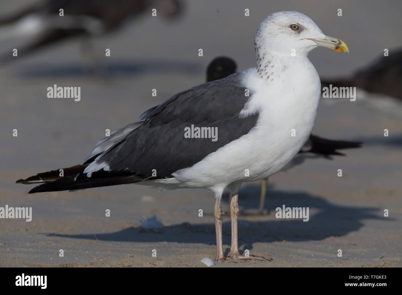 Heuglinii hi-res stock photography and images - Alamy