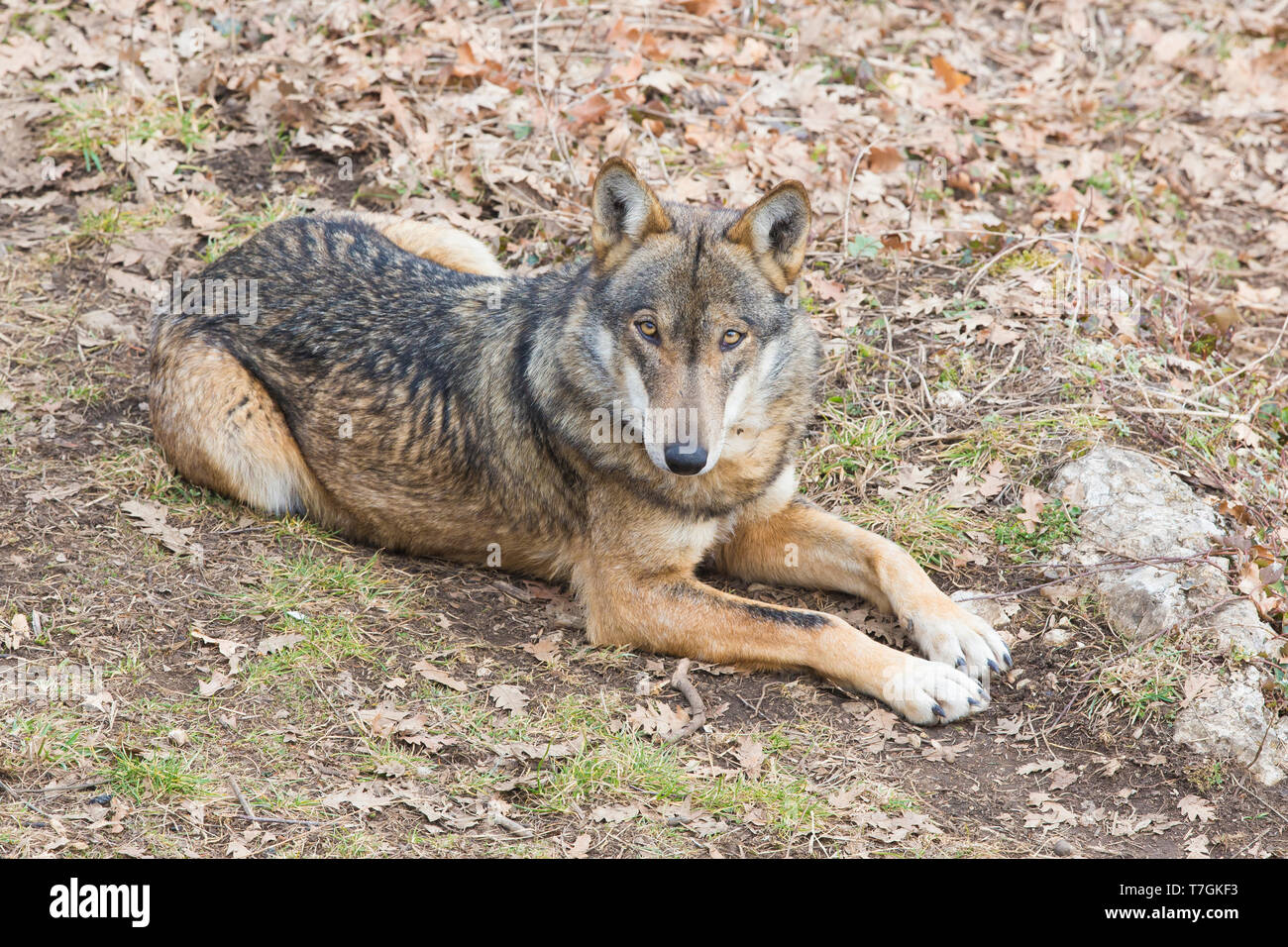 Italian Wolf Canis Lupus Italicus Stock Photos & Italian Wolf Canis ...