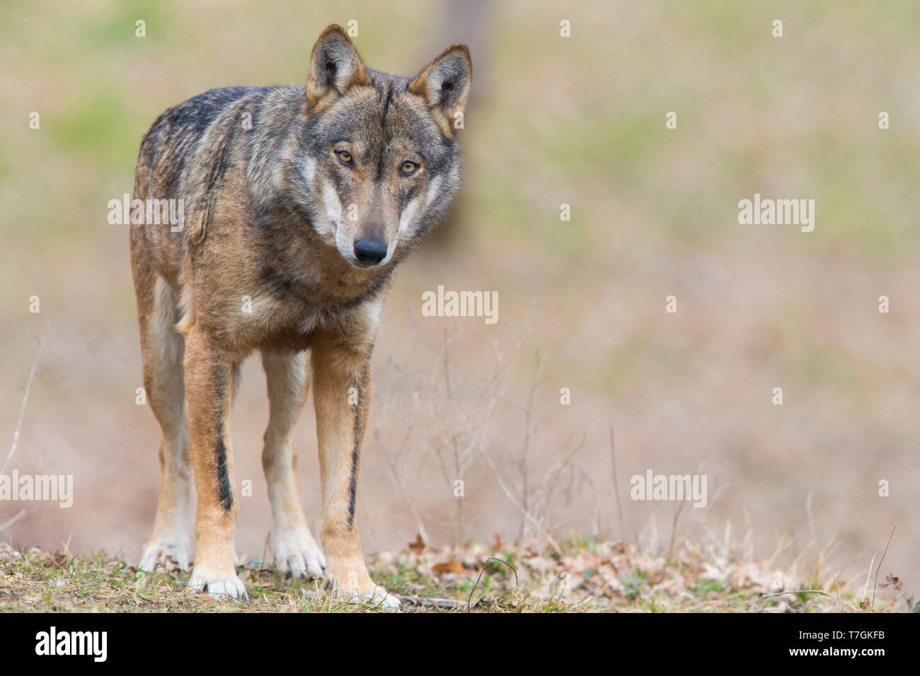 Italian Wolf (Canis lupus italicus), captive animal standing on the ...