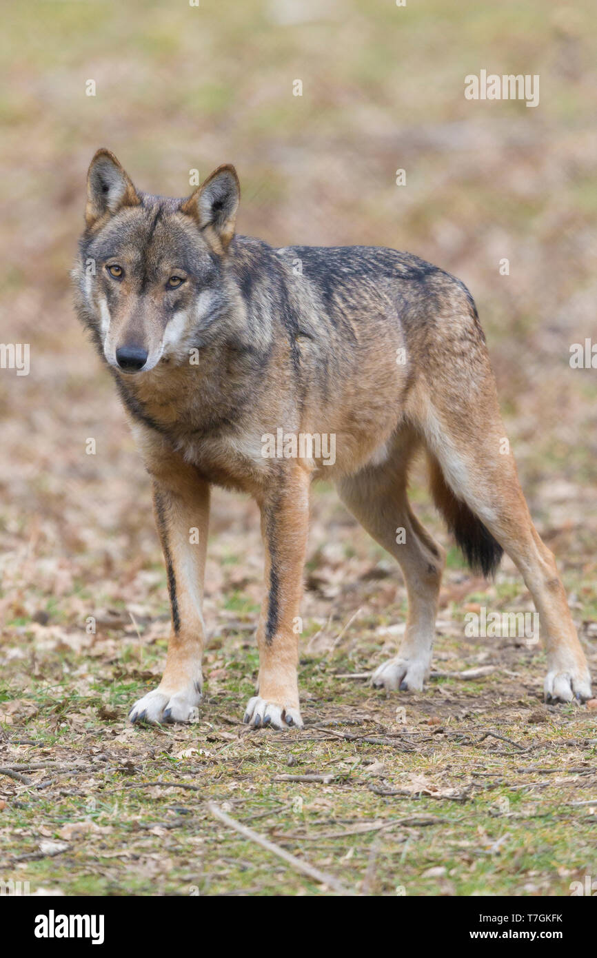 Italian Wolf (Canis lupus italicus), captive animal standing on the ...