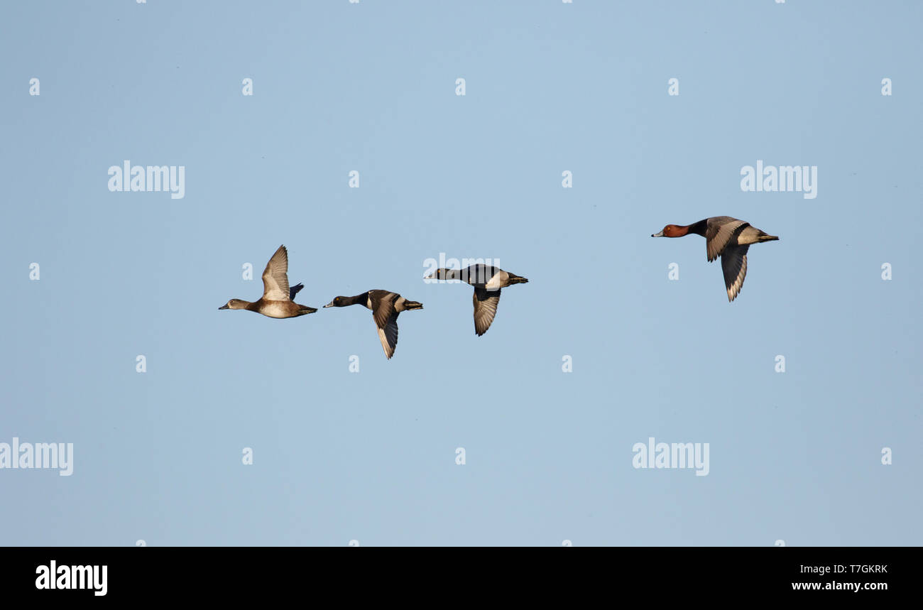 Redhead duck flying hi-res stock photography and images - Alamy