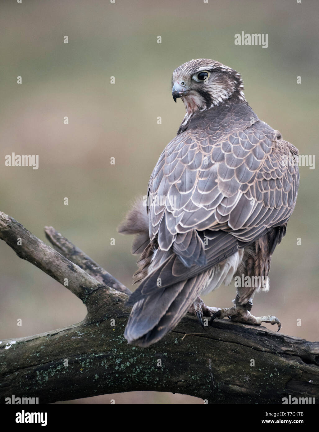 Falcon On Shoulder High Resolution Stock Photography and Images - Alamy