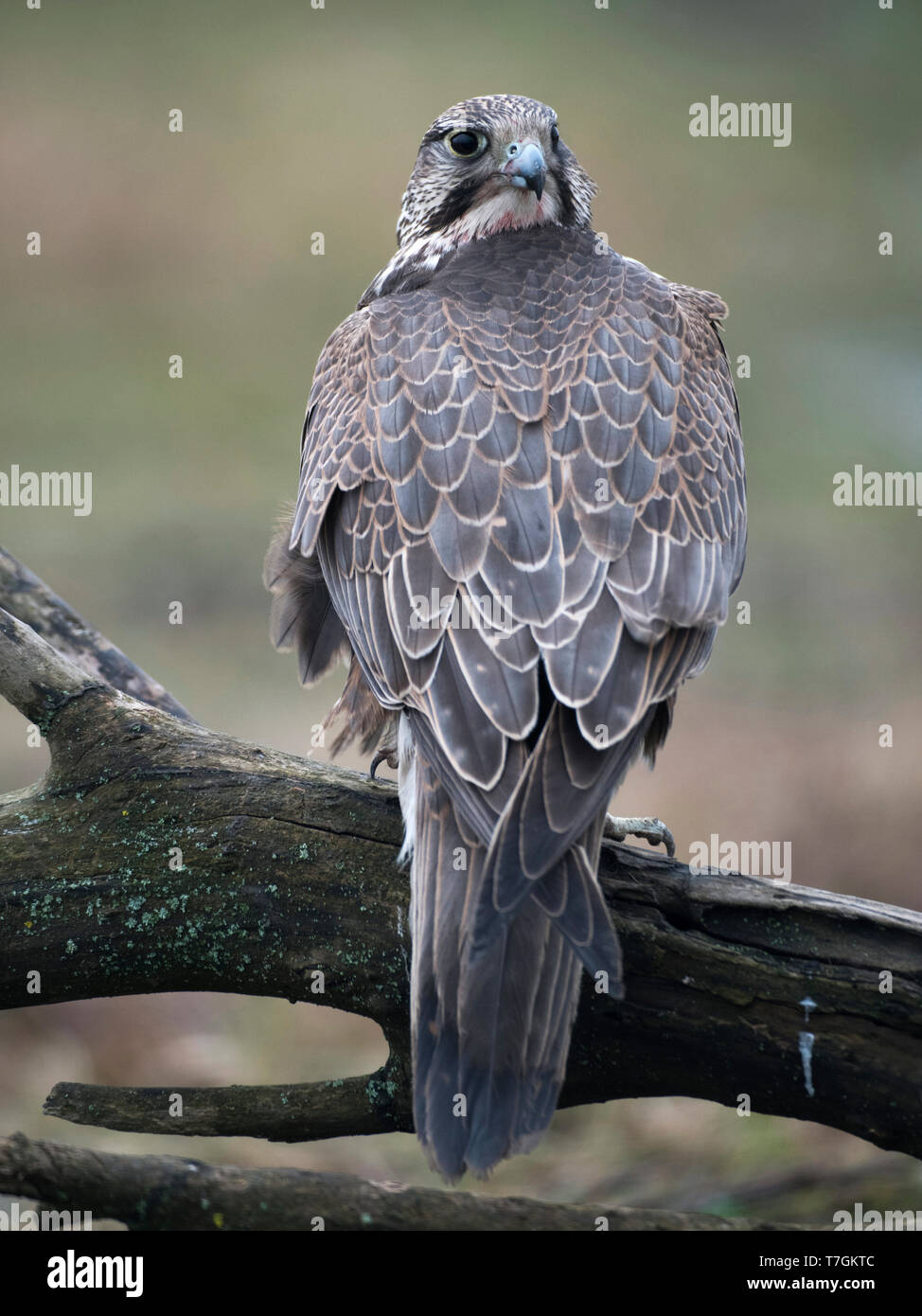 Falcon On Shoulder High Resolution Stock Photography and Images - Alamy