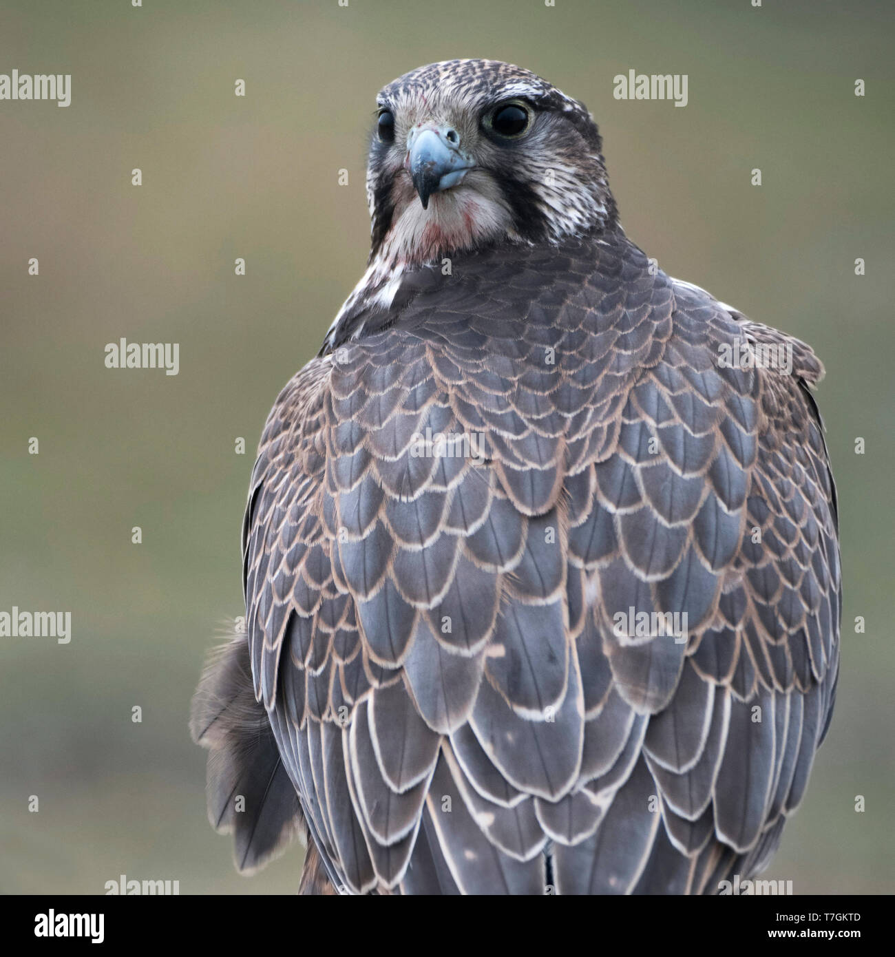 Falcon on shoulder hi-res stock photography and images - Alamy