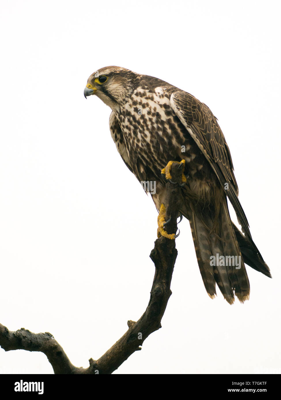 Falco species Cut Out Stock Images & Pictures - Alamy