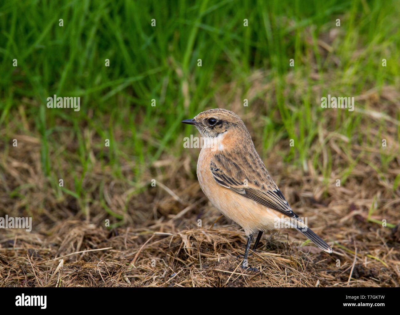First-winter Siberian Stonechat (Saxicola maurus) on the Shetland ...