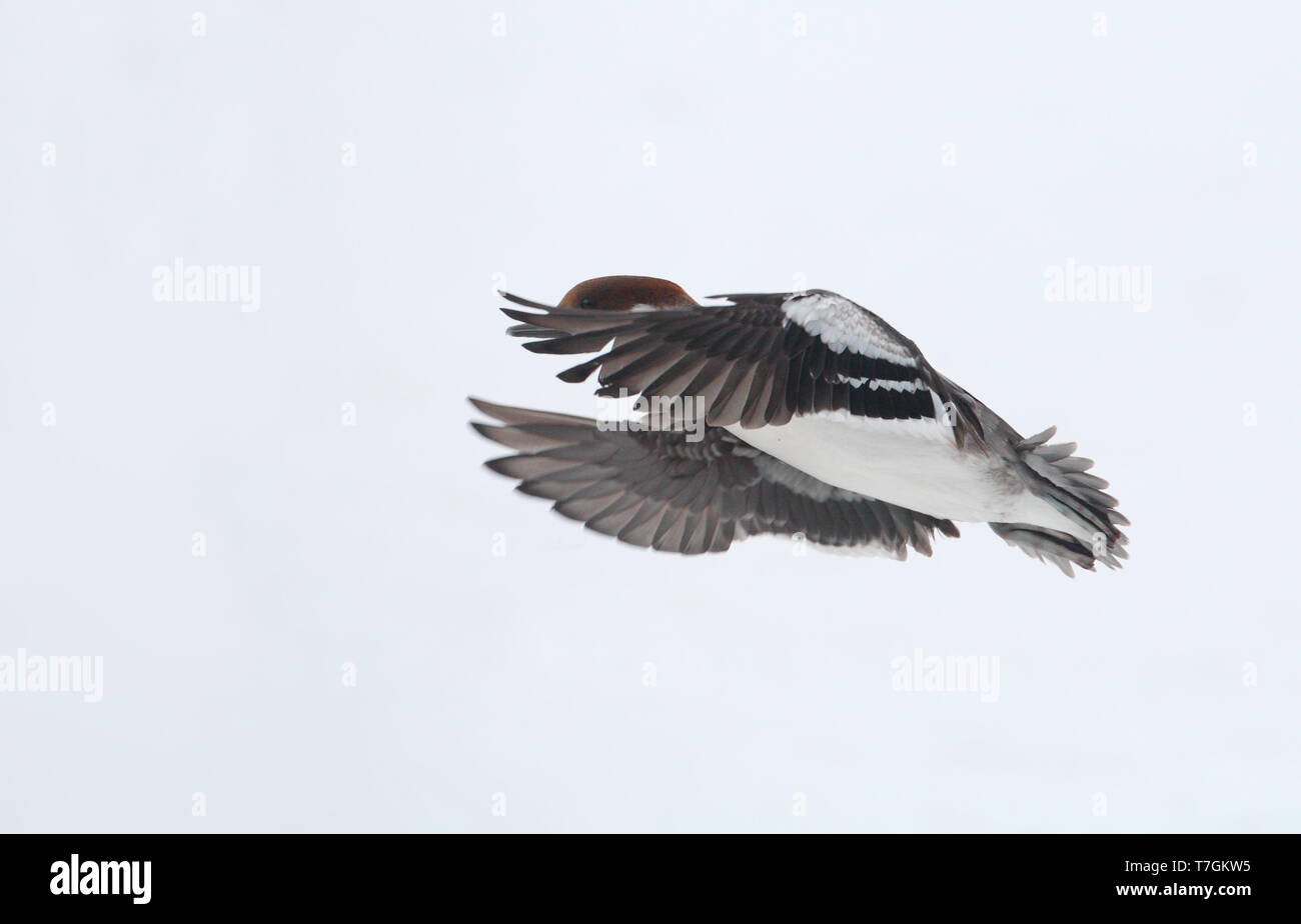 Female Smew in flight against white background near Lille Skallesluger ...