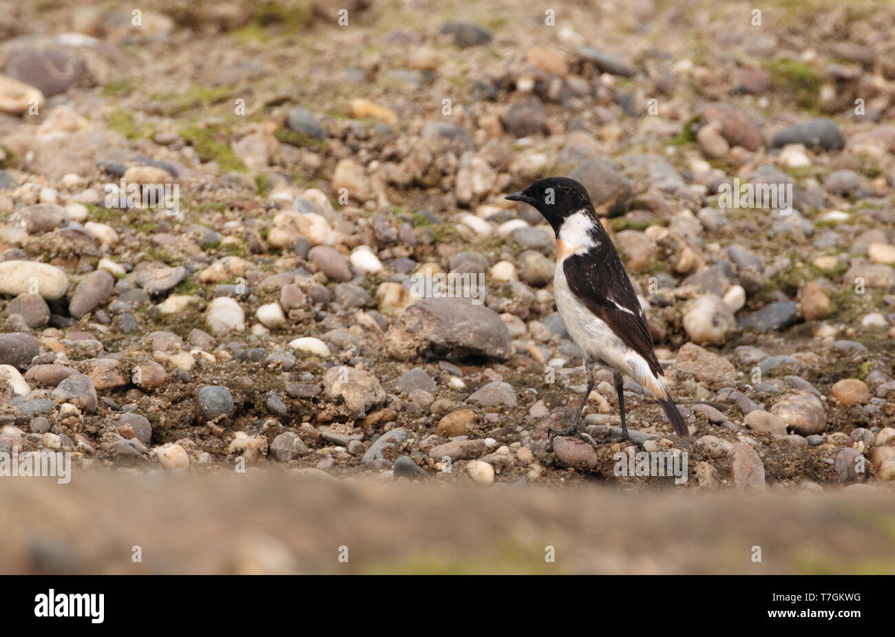 Stejnegers stonechat hi-res stock photography and images - Alamy