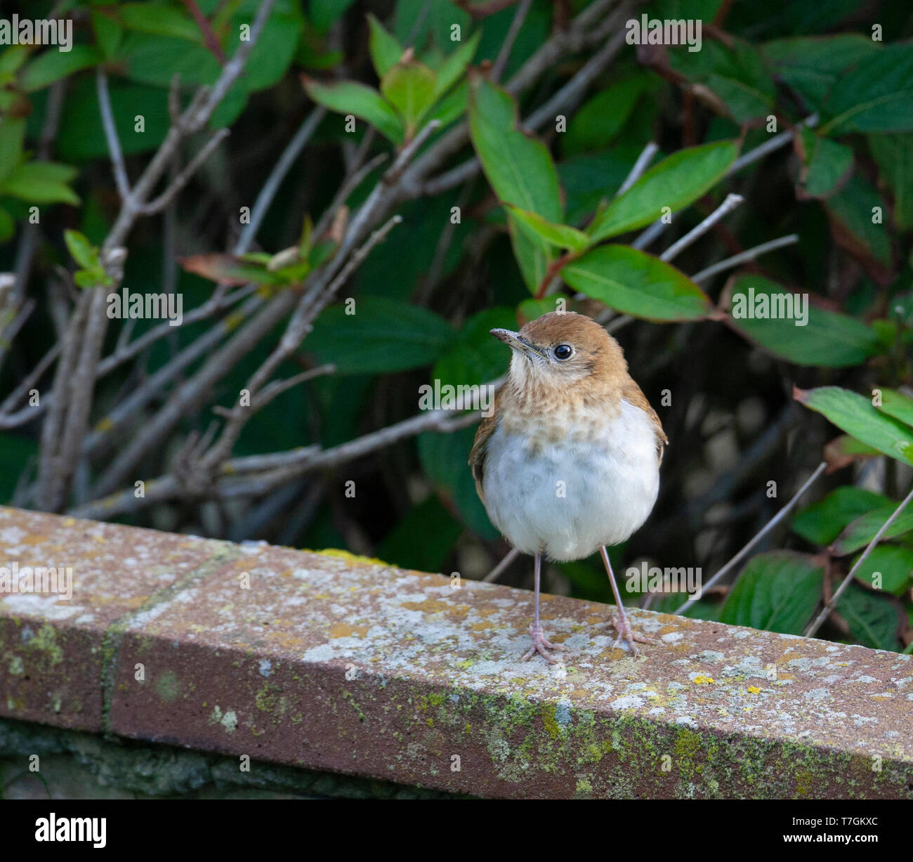 First-winter Veery (Catharus fuscescens) during autumn migration on the ...