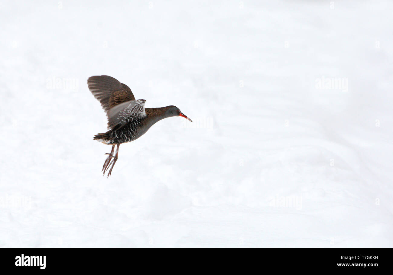 Water Rail (Rallus aquaticus) in flight in snow covered Brobæk Mose ...