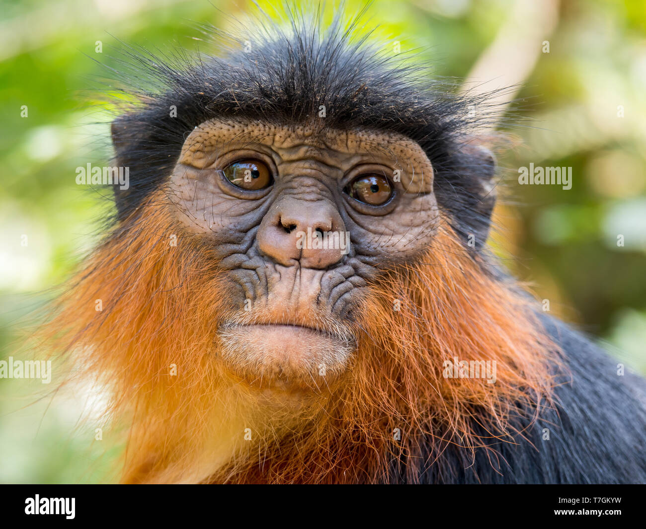 Western Red Colobus High Resolution Stock Photography and Images - Alamy