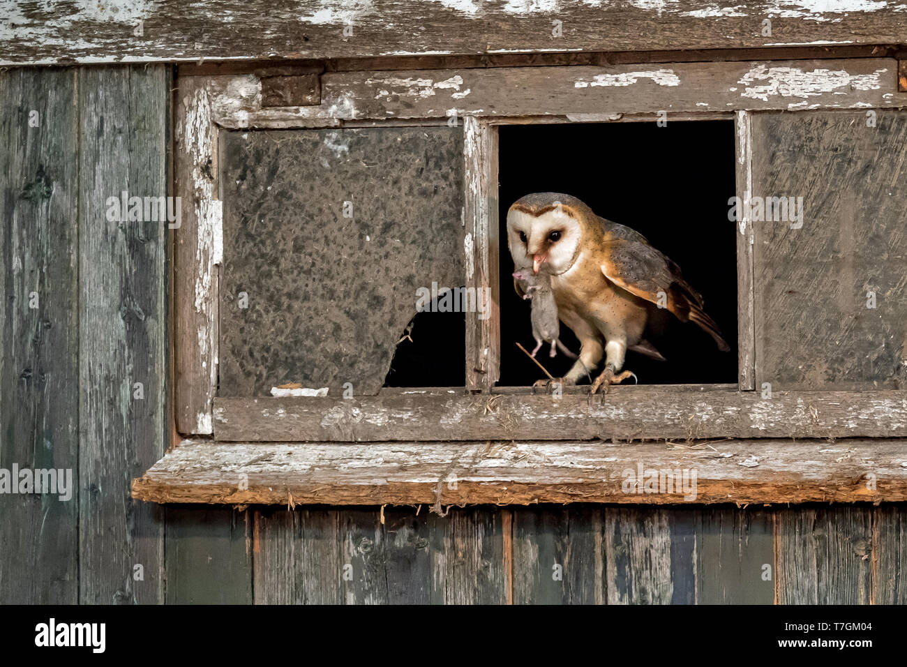 Barn Owl in old Dutch barn window Stock Photo - Alamy
