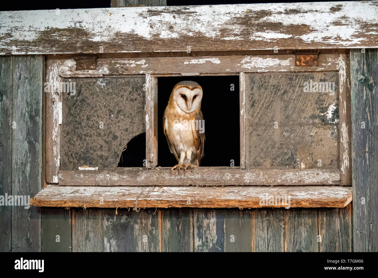 Barn Owl in old Dutch barn window Stock Photo - Alamy