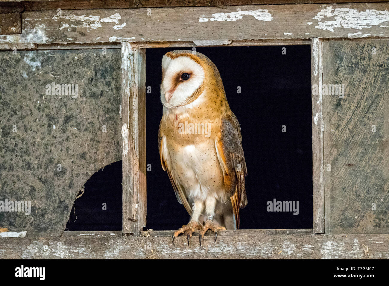 Barn Owl in old Dutch barn window Stock Photo - Alamy