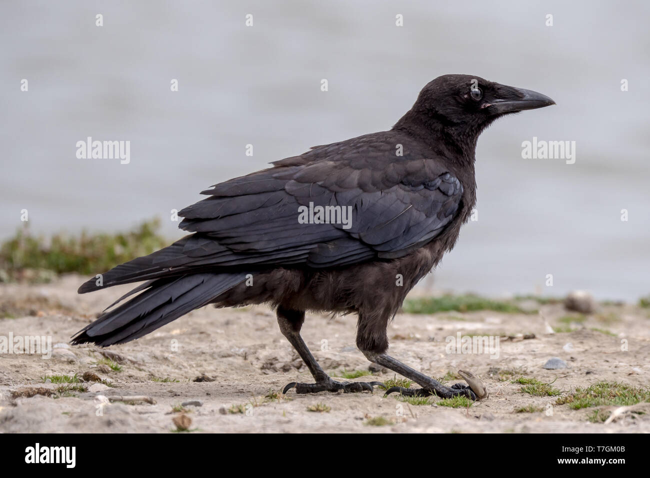 Screaming crow hi-res stock photography and images - Alamy