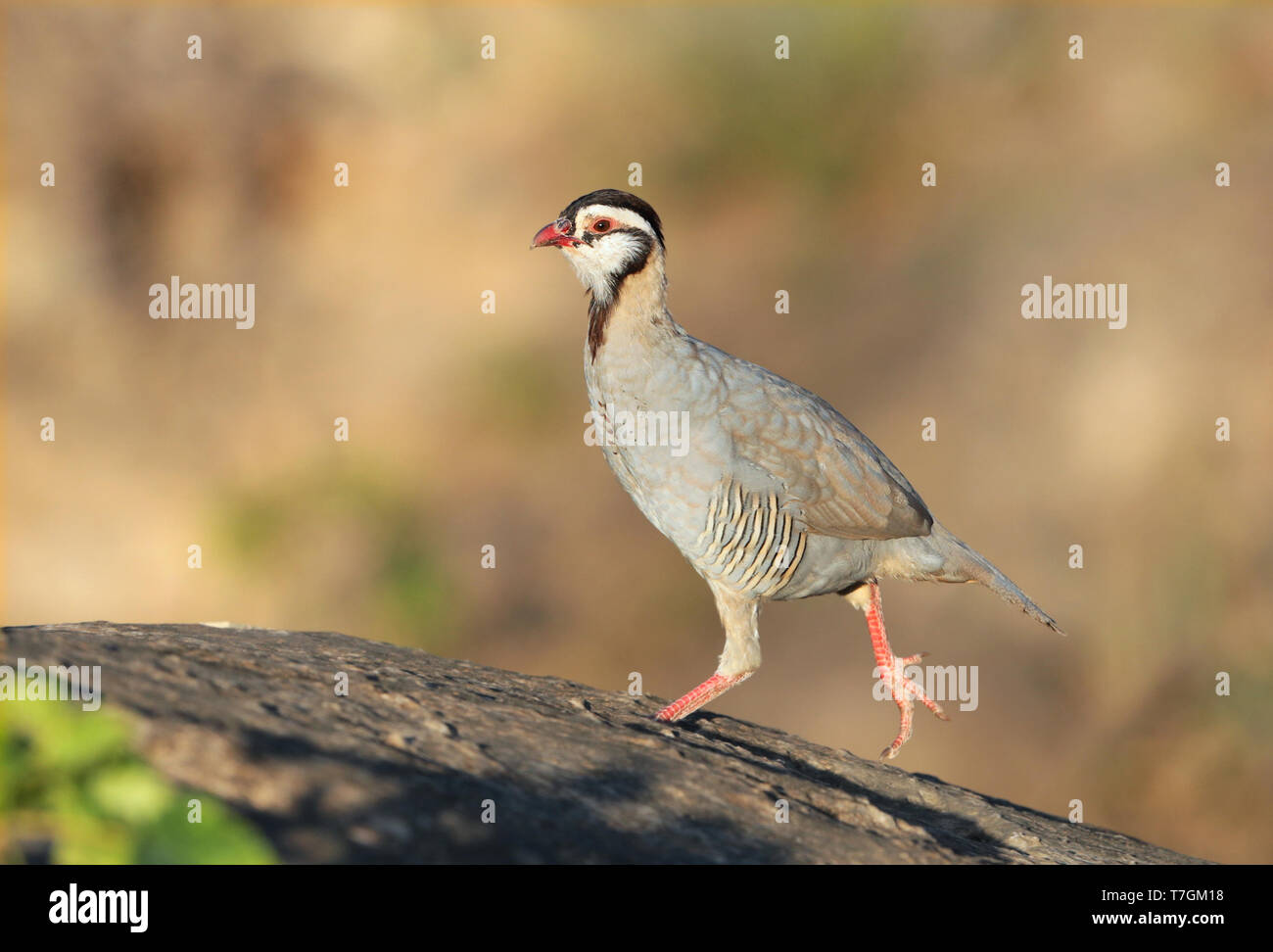 Arabian Partridge (Alectoris melanocephala) at Wadi Shaboon, Salalah ...