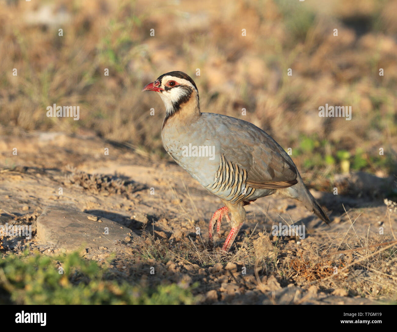 Alectoris melanocephala hi-res stock photography and images - Alamy