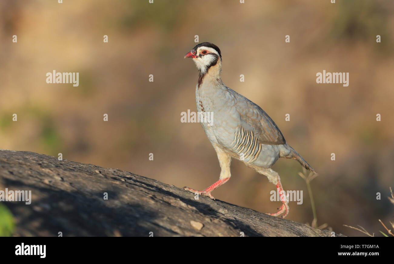 Arabian Partridge (Alectoris melanocephala) at Wadi Shaboon, Salalah ...