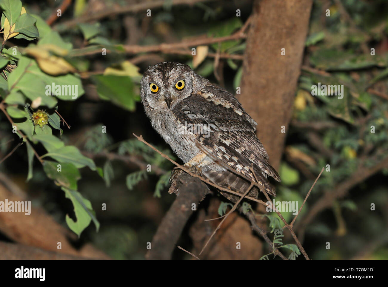 Arabian Scops Owl (Otus pamelae) at Wadi Darbat, Salalah, Oman ...