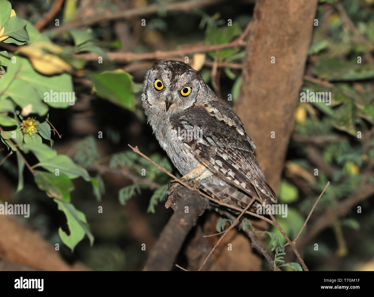 Arabian Scops Owl (Otus pamelae) at Wadi Darbat, Salalah, Oman ...