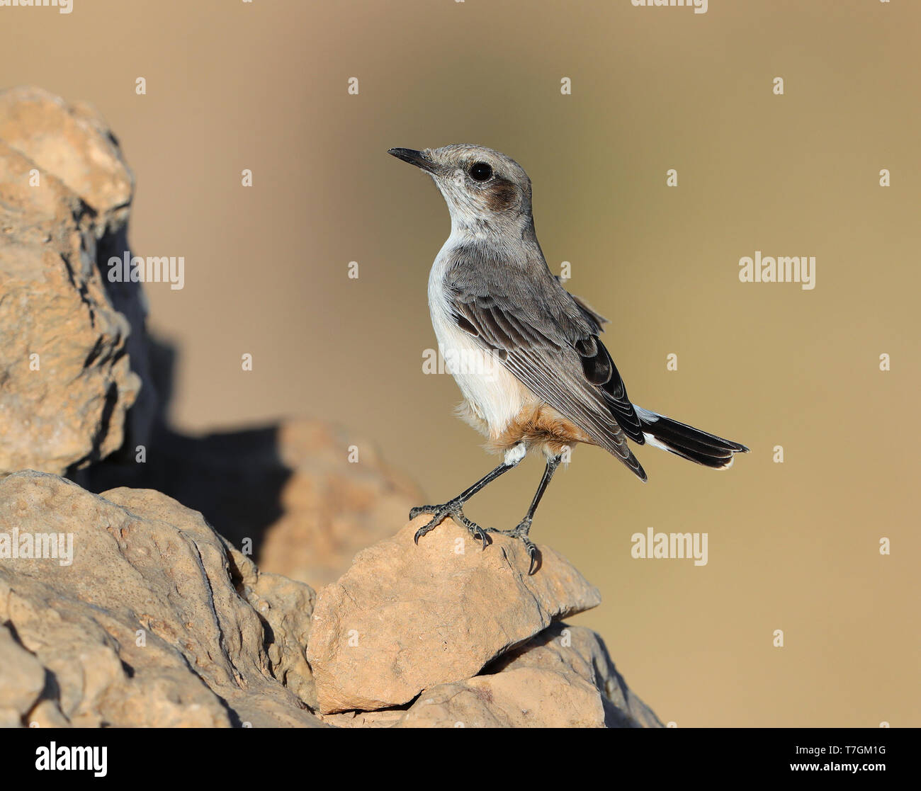Female Arabian Wheatear (Oenanthe lugentoides) near Ash Shuwaymiyyah in ...