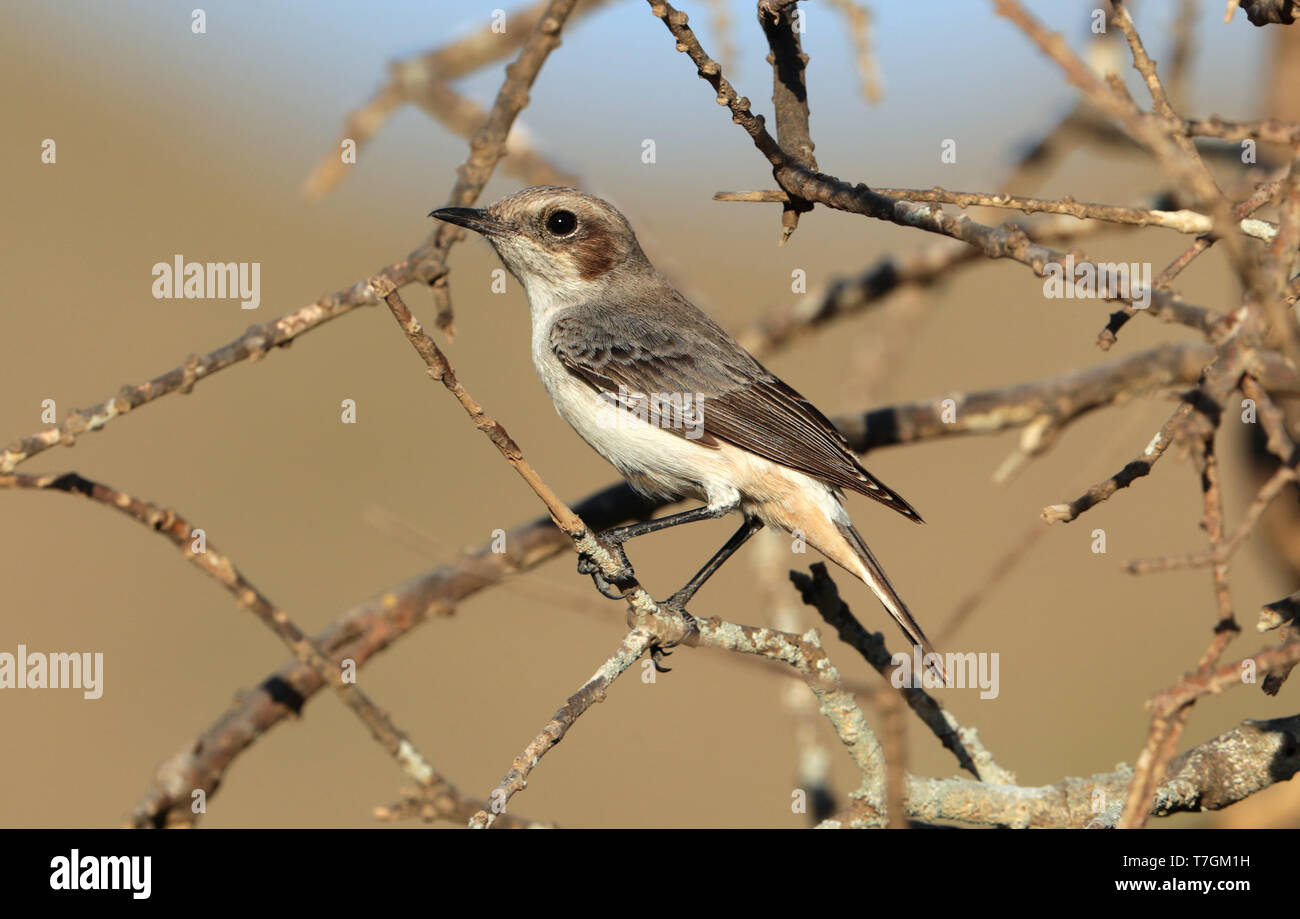 Female Arabian Wheatear (Oenanthe lugentoides) in Wadi Fizayat in Oman ...
